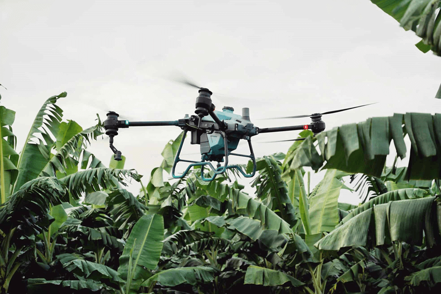 Aplicación con drones en cultivos de plátano