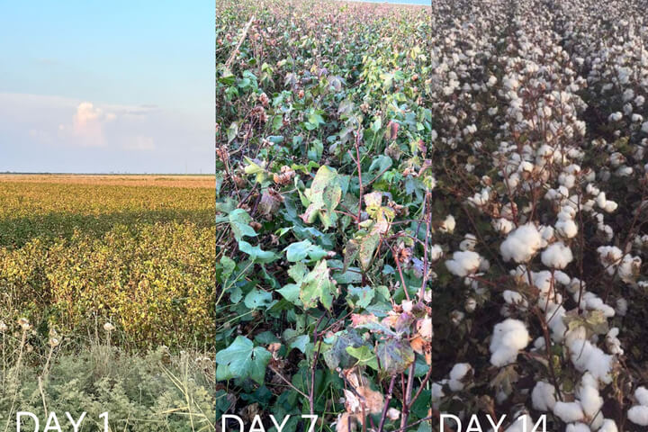 Cottons in the northern hemisphere are usually harvested in September ...