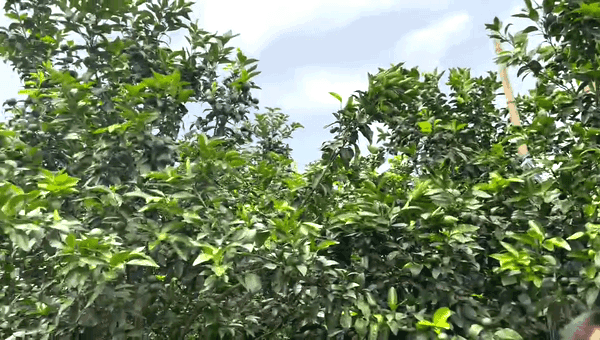 DJI AGRAS T30 y T20 reducen el uso de pesticidas en un 30% y mejoran la ...